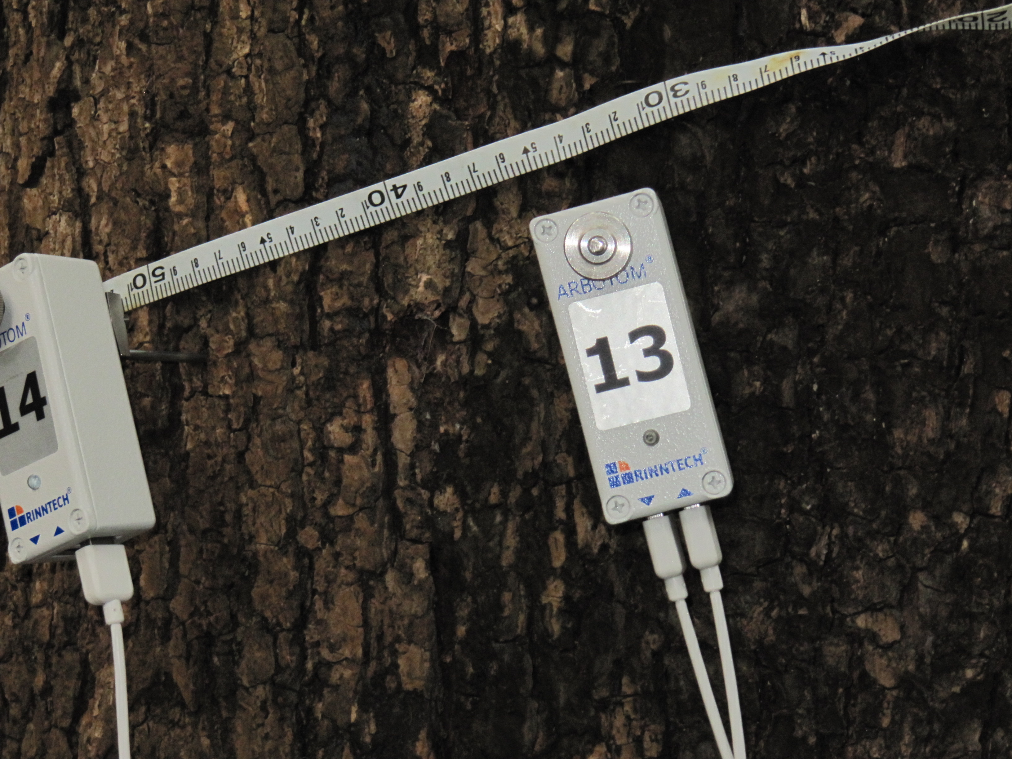 Tree Defect Detection Systems – Portfolio of Tree Risk Cases